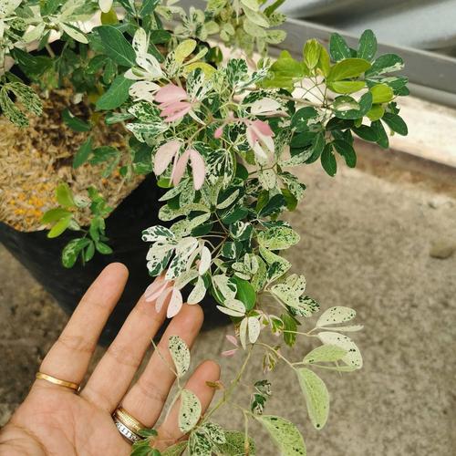 Jual tanaman asem kranji / asem londo varigata - Kab. Kediri - arflower ...