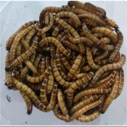 Jual Ulat Jerman hidup Pakan ikan predator,burung,reptil repack 50 gram ...
