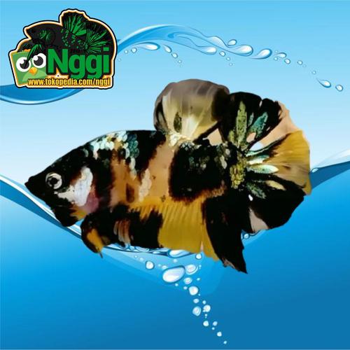 Jual ikan cupang jantan male betta yellow koi copper cooper YKC ...