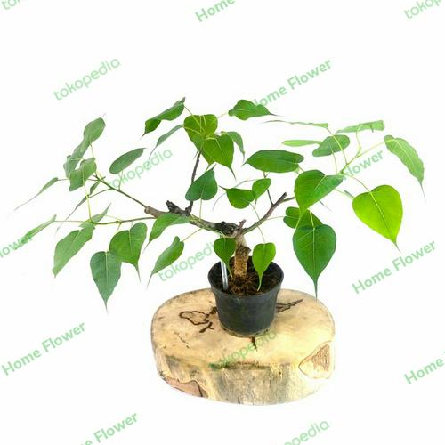 Jual pohon bodhi vicus religiosa/pohon bodhi hindu budha / tanaman hias ...