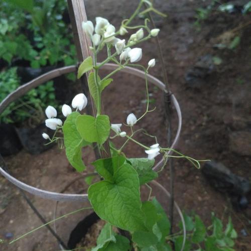 Jual Bibit Tanaman Bunga Air Mata Pengantin Bunga Putih Berbunga - Kab ...