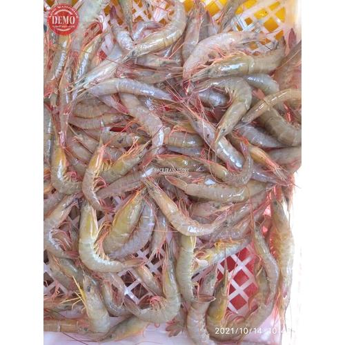Jual Udang Api Api 1Kg Seafood Segar Udang SEGAR Harian Dan BERGARANSI ...