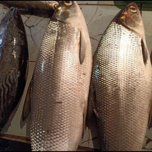 Jual ikan bandeng segar 1kg isi 1 - Jakarta Barat - Sumber Laut Fresh ...