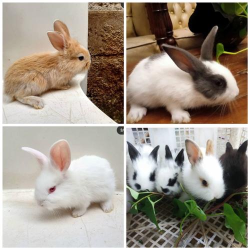 Jual Kelinci Lokal Lucu - Kab. Bandung - ZHEAQUIT | Tokopedia