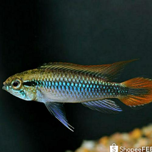 Jual Apistogramma Agassizii Double Red - Kota Depok - RIveraZone ...