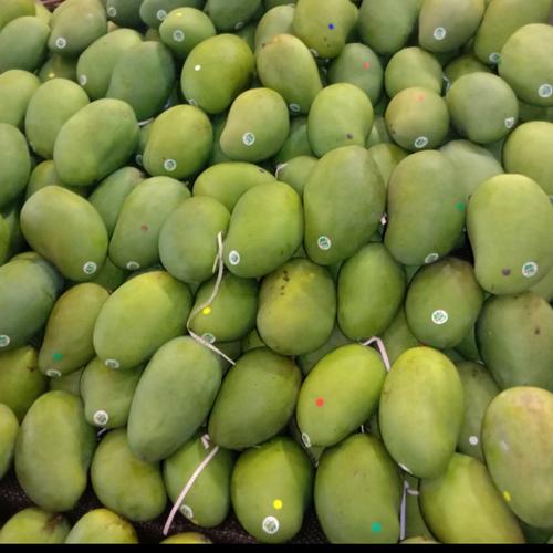 Jual Mangga Lily harum manis matang pohon curah 1kg - Jakarta Selatan ...