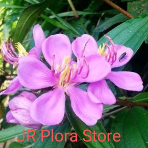 Jual tanaman herbal pohon senggani bunga pink tanaman hias - Kab. Bogor ...