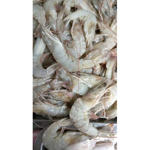 Jual Udang Besar Segar | Udang Super Segar | Udang 1 Kg | Udang Super ...