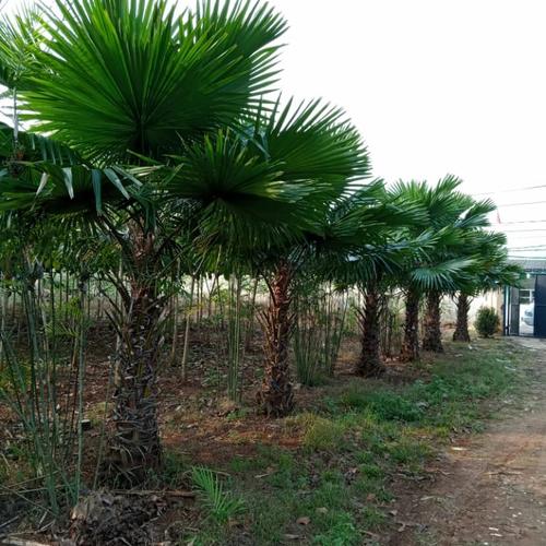 Promo pohon palem sadeng minyak/pohon peneduh palem sadeng - Kota Depok ...
