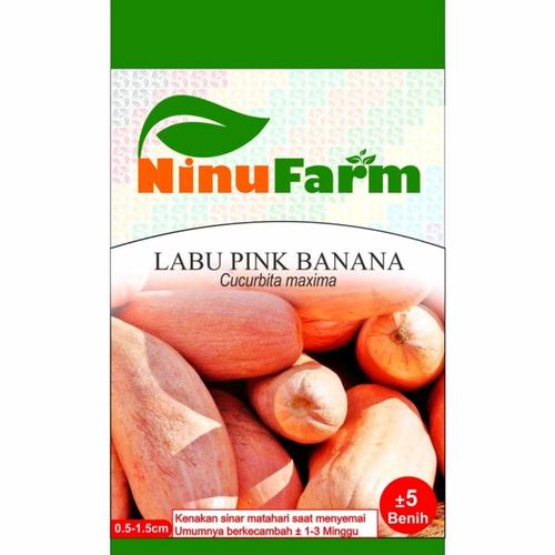 Jual BENIH LABU PINK BANANA / BIBIT LABU PISANG PINK / LABU PISANG ...