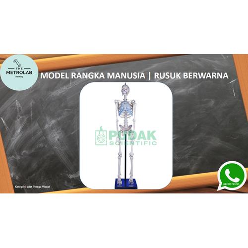 Jual Model Rangka Manusia | Human Skeleton Model | Rusuk Berwarna - Kab ...