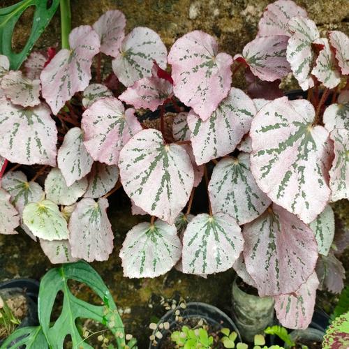 Jual Tanaman Begonia martin's mystery - Kab. Magelang - Jasmin_garden ...