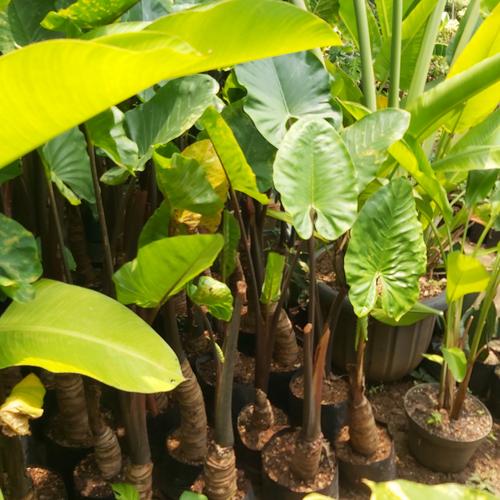 Jual tanaman sente hitam 1,5 meter - Jakarta Barat - dayplant landscape ...