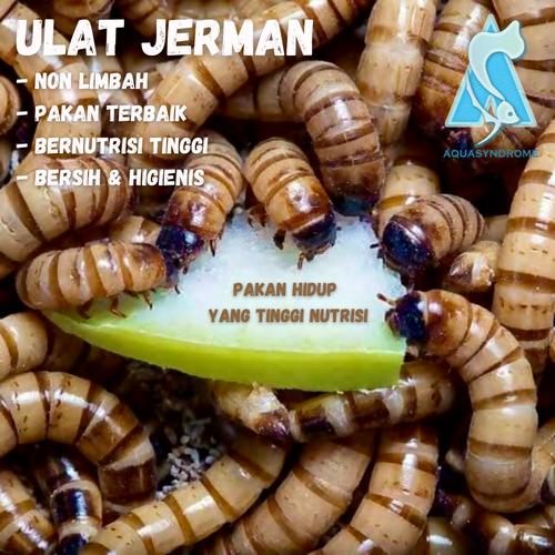 Jual Ulat Jerman / Ulat German Hidup Berkualitas Meal Worm Ulet Jerman ...