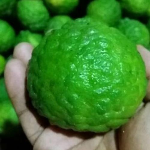 Jual [TERMURAH] Asam Sunde / Asam Sundai / Jeruk Limau / Asam Jungga ...