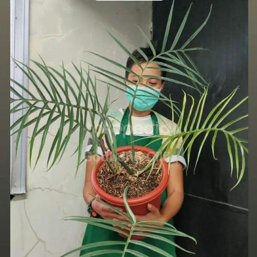Jual philodendron / philo tortum size jumbo - Kota Depok - Godhong ...