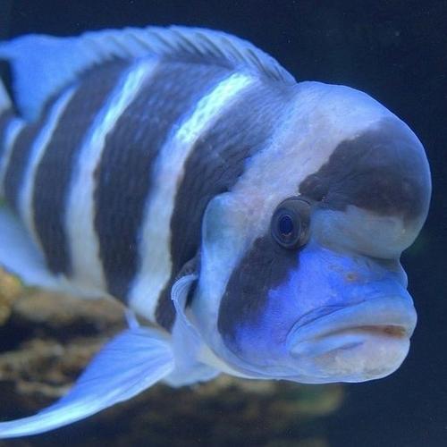 Jual IKAN HIAS IKAN FRONTOSA CICHLID BIG SIZE - Jakarta Barat - Mars ...