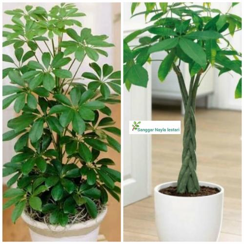 Jual 2 paket tanaman hias indoor/tanaman hias pacira / wali songo hijau ...