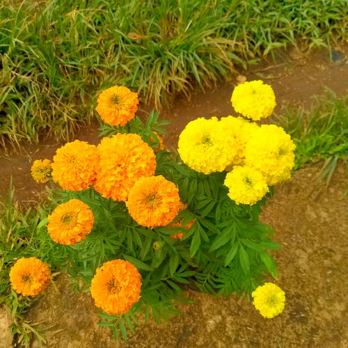 Jual tanaman hias marygold kuning dan orange - bunga marygold - Kab ...