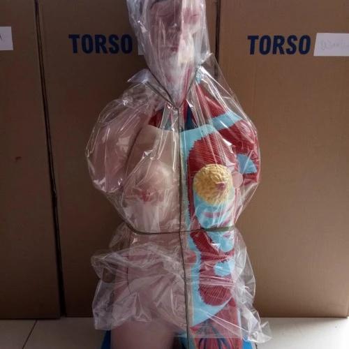 Jual TORSO WANITA / TORSO PEREMPUAN / ANATOMI WANITA / ANATOMI ...