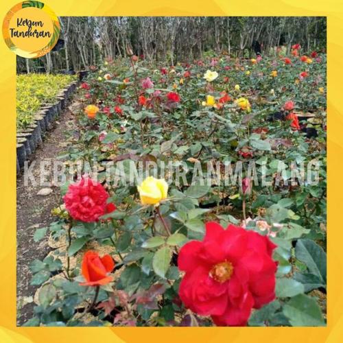 Jual Bunga Mawar Hidup bisa pilih warna / Tanaman hias bunga mawar asli ...