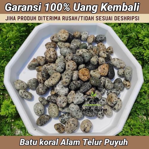 Jual Batu Alam Koral Tabur Kerikil Hias Telur Puyuh - 1 Karung - Kota ...
