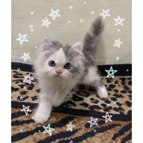 Kucing Persia