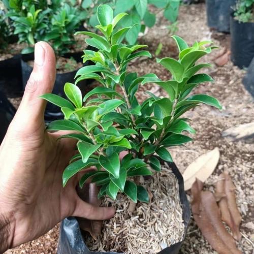 Jual Pohon Beringin Elegant / Beringin Legen Tanaman Hias Bibit Bonsai ...