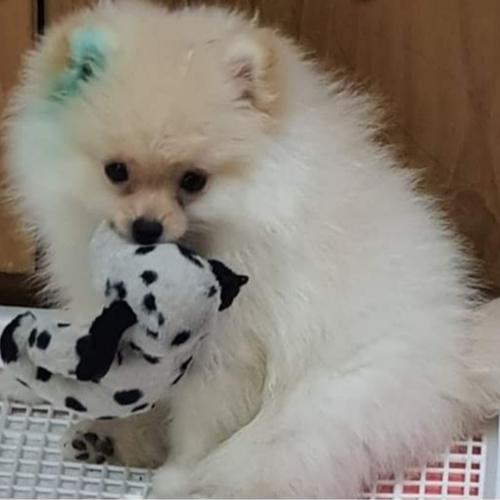 Jual anjing mini pomeranian jantan - Jakarta Barat - Lovely Dopey Shop ...
