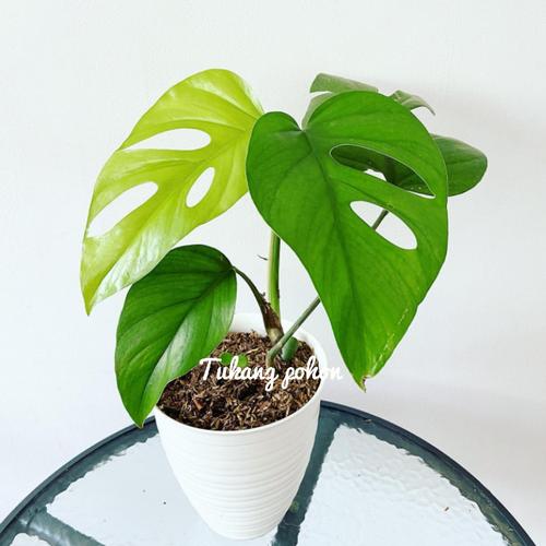 Jual tanaman hias monstera pertusa-tanaman hias monstera indor/oudor ...