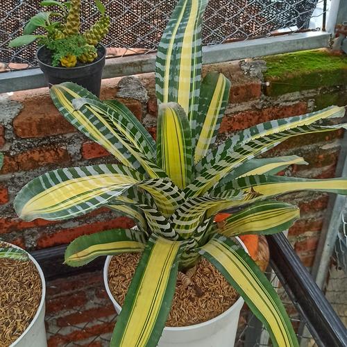 Jual bromelia samurai tanaman - Kota Malang - morningseed | Tokopedia
