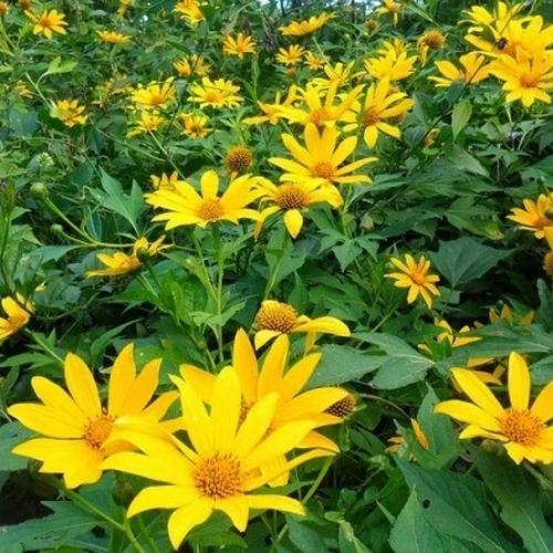 Jual Biji benih bunga kipahit, paitan. - Kota Depok - Iqy's Garden ...