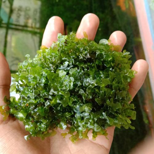Promo pelia moss aquascape media wabikusa - Kab. Bogor - AQUASCAPE 31 ...