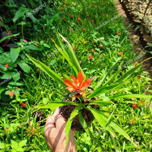 Jual tanaman bromelia gusmania merah - bromelia mini bunga merah ...
