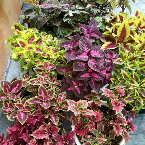 Jual tanaman miana paket 5 jenis warna sudah berakar - Kab. Bogor ...