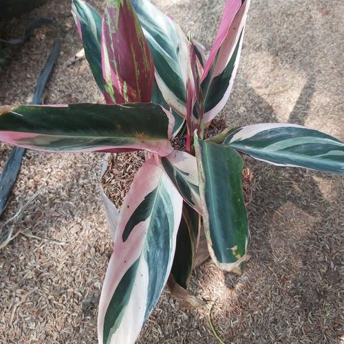 Jual Tanaman meranti bali - Jakarta Barat - dayplant landscape | Tokopedia