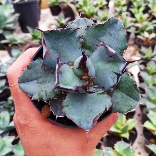 Jual agave titanota blue ball | kaktus dan sukulen - pot 8 cm - Kab ...