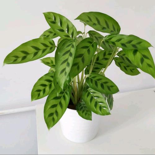 Jual tanaman calathea bambu rimbun - Kota Tangerang Selatan ...