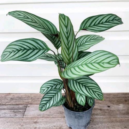 Jual tanaman calatea sentosa daun silver - Kota Tangerang Selatan ...