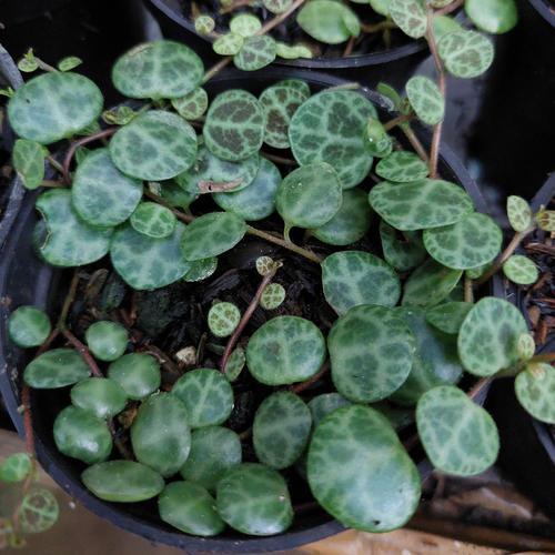 Jual tanaman string of turtle atau peperomia prostata - Kab. Bandung Barat - Shofiflora bandung ...