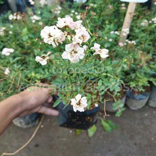 Jual bibit bunga mawar baby rose merah pink putih tanaman hias - Kota ...