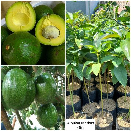 Jual Tanaman Buah Alpukat Markus Buah Besarrr - Kota Batu - Rocketfield ...