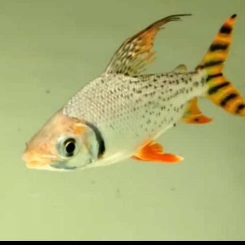 Jual Ikan feifeng flag tail fefeng merah red feifeng flat bendera ...