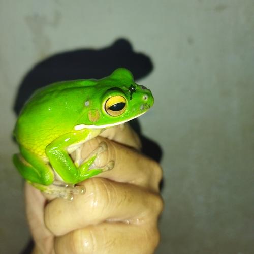 Jual white lips tree frog bukan dumpy - Jakarta Barat - CJ colection ...
