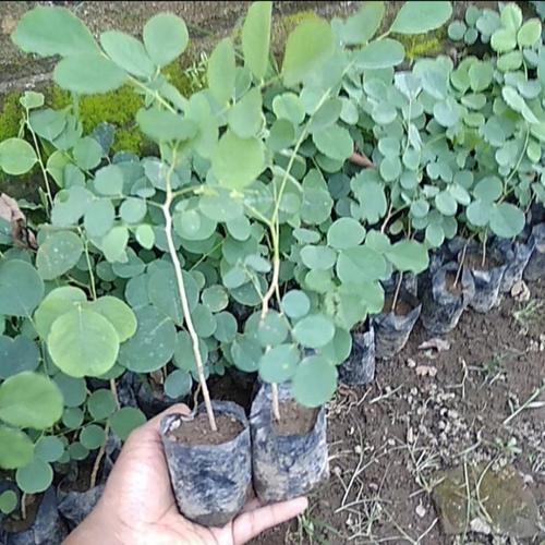 Jual paket 2 bibit tanaman pohon sonokeling, kayu sonokeling - Kota ...