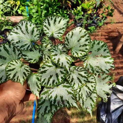 Jual TANAMAN BEGONIA MOSS CARPET - Kab. Bogor - Taman modern | Tokopedia