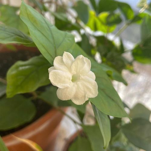 Jual Bibit tanaman melati kampung wangi/Arabian jasmine (Jasminum ...