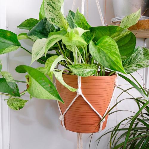 Jual tali pot gantung macrame / tali macrame gantung / pot gantung ...