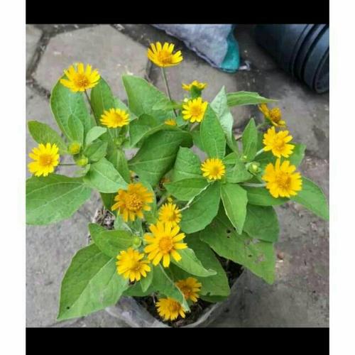 Jual tanaman hias bunga matahari mini - Jakarta Pusat - Ngocorgolontor ...