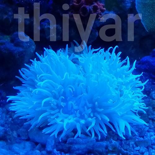 Jual tanaman hias air laut jenis anemon putih - Jakarta Pusat - thiyar ...